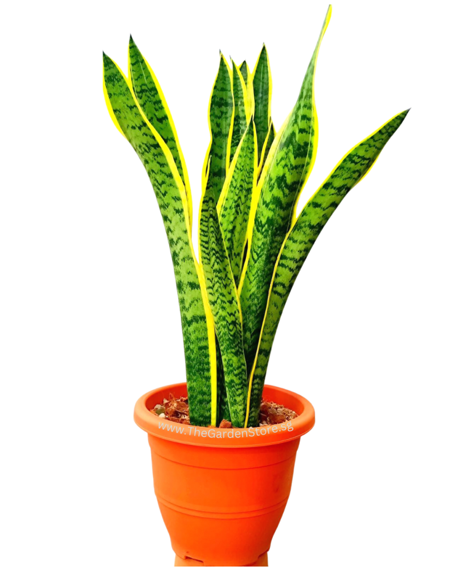 Sansevieria Goldband Tall Sanseveria